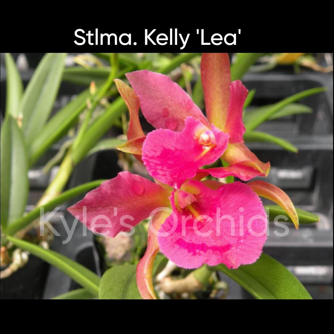 Fragrant Miniature Cattleya Orchid: Pink & Orange Flowers, Blooming ...
