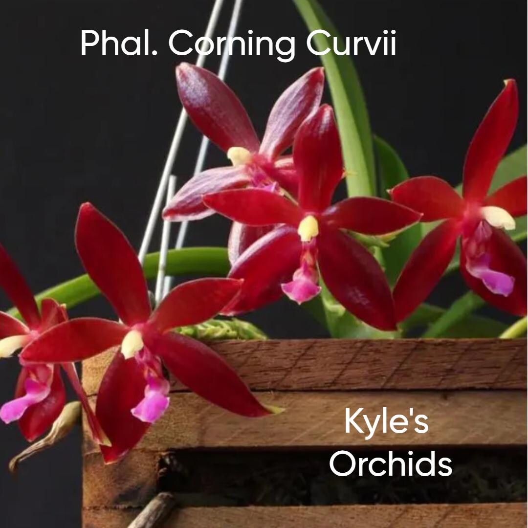 True Species, Phalaenopsis Corning Curvii, Seedling Size, Fragrant ...