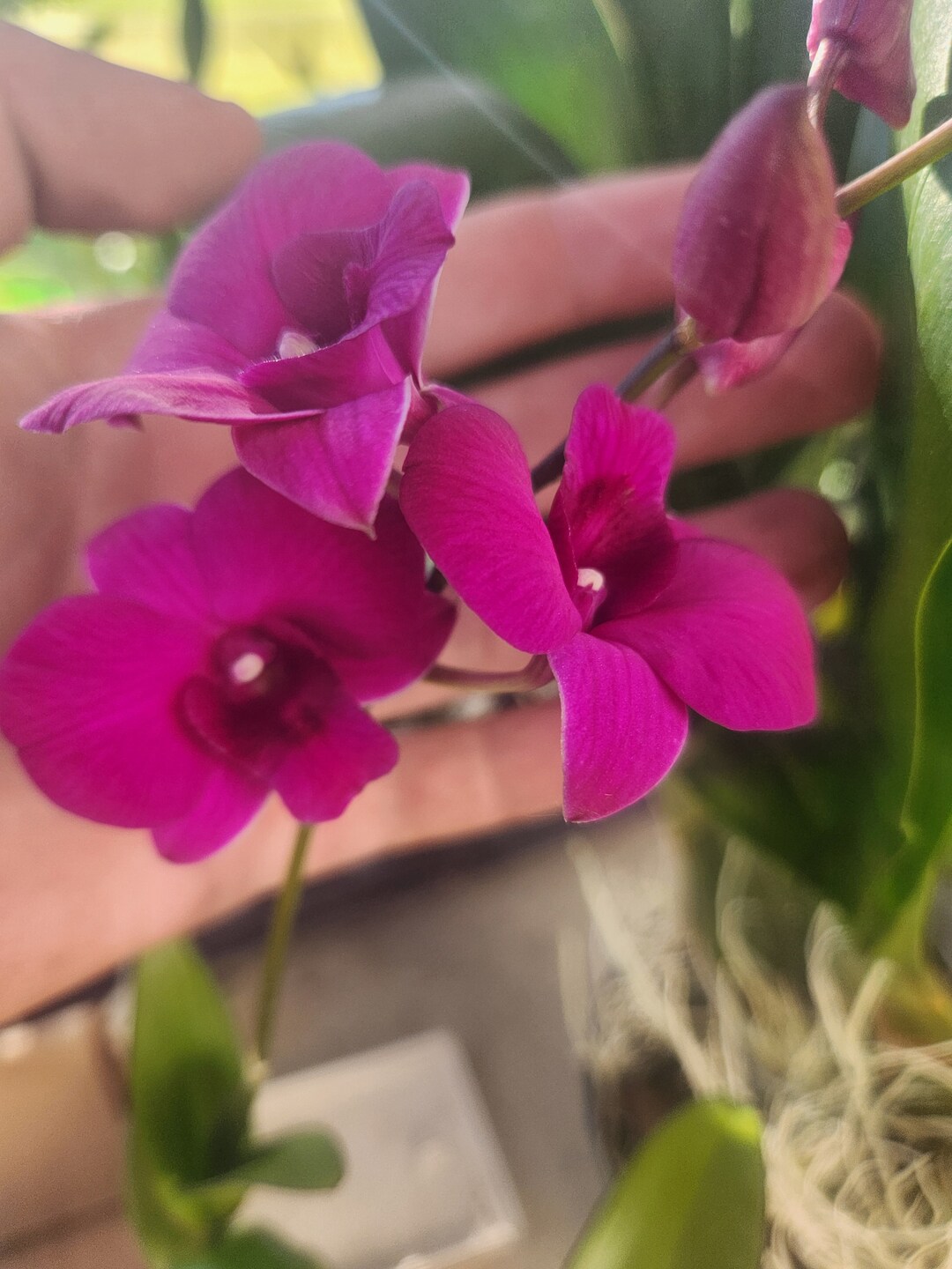 In Spikemini Dendrobium 'venus Mini' Live Orchid Plant in Bud/spike, 3 ...