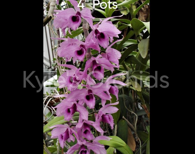 Fragrant Orchid Plant LIVE Dendrobium Red Emperor 'prince' | BLOOMING ...