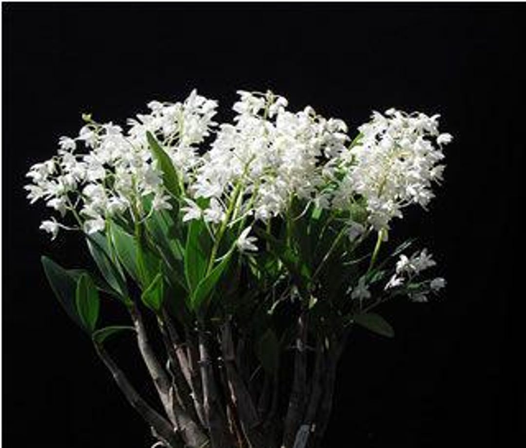Dendrobium Latouria Mini Snowflake, Winter Blooming Orchid, Brighten ...