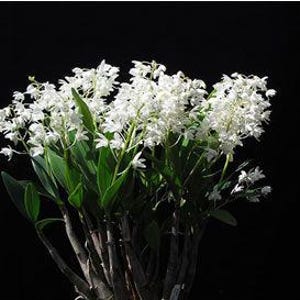 Dendrobium Mini Snowflake, Mini Orchids, Compact Orchids Winter ...