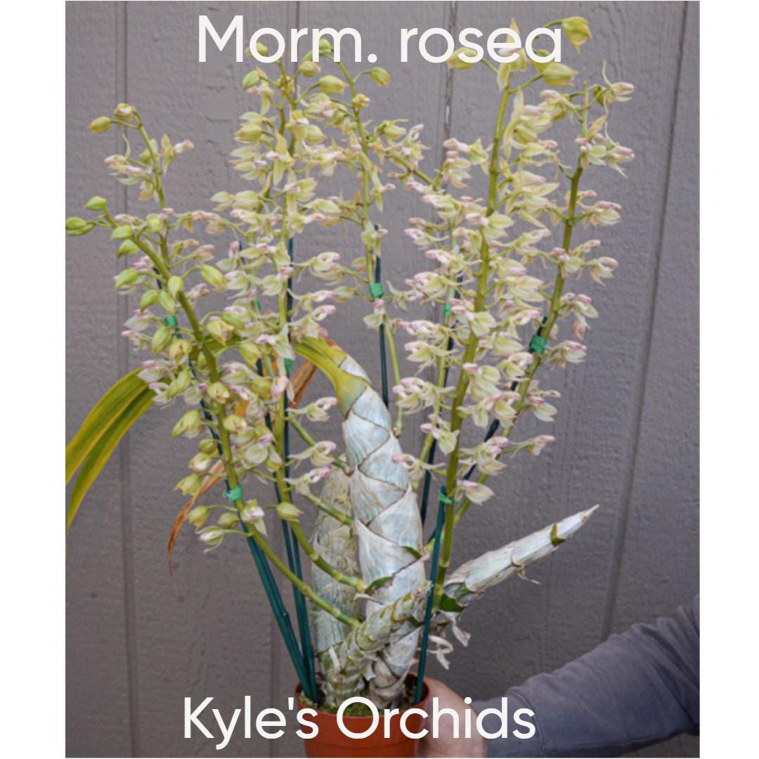 Preorder-mormodes Rosea X Ctsm. 'SVO Snow Leopard' Orchid in 3" Pot ...