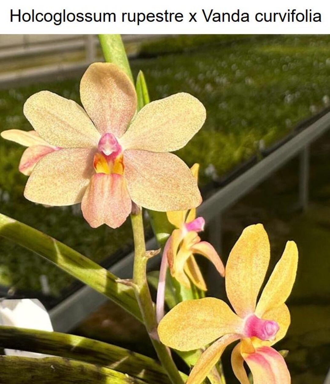 In Spike Vanda Orchid, Fragrant Vanda Species, 2-day Shipping, Fragrant ...