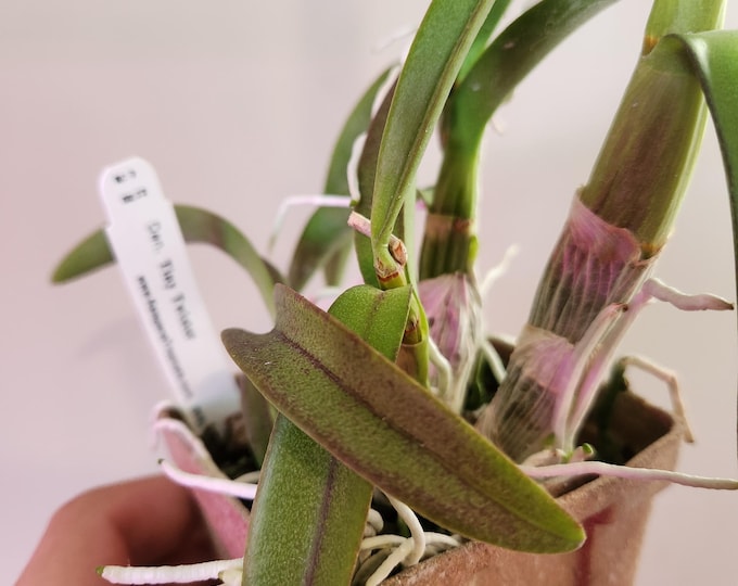 Dendrobium Tiny Twister Orchid, Miniature Orchids, Small Dendrobium ...