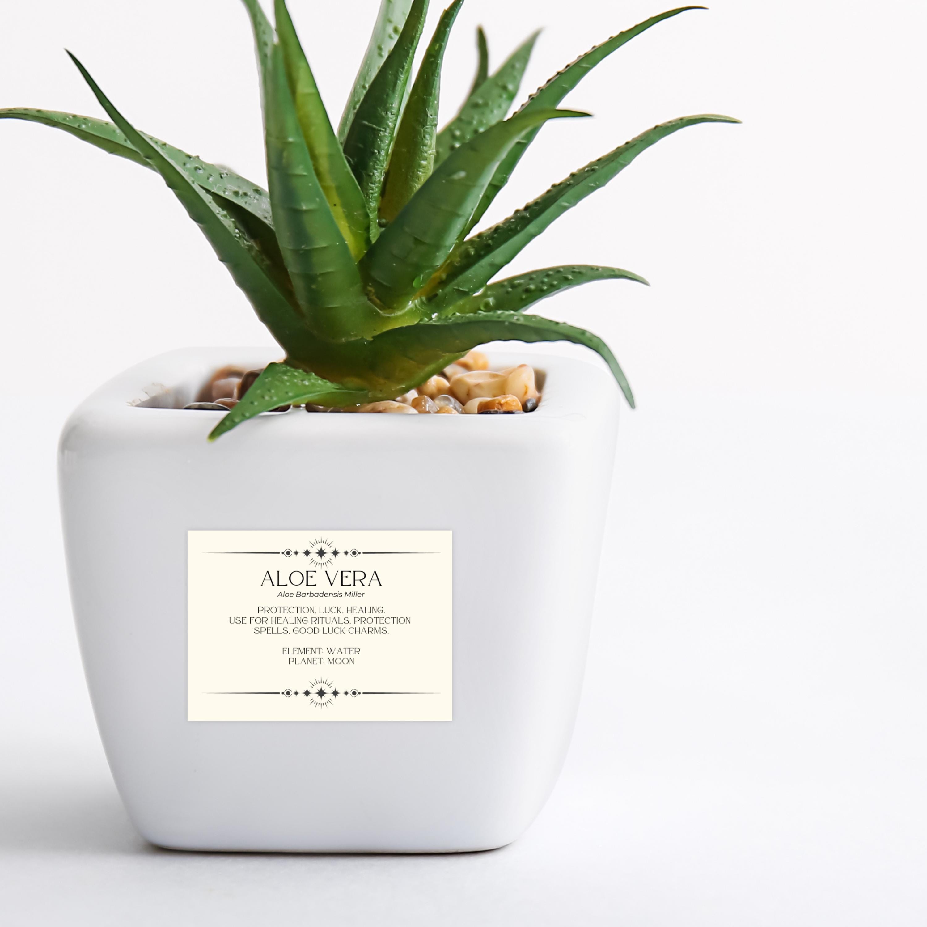 Witch's Herb Labels Digital Download | Editable Canva Pro Template ...