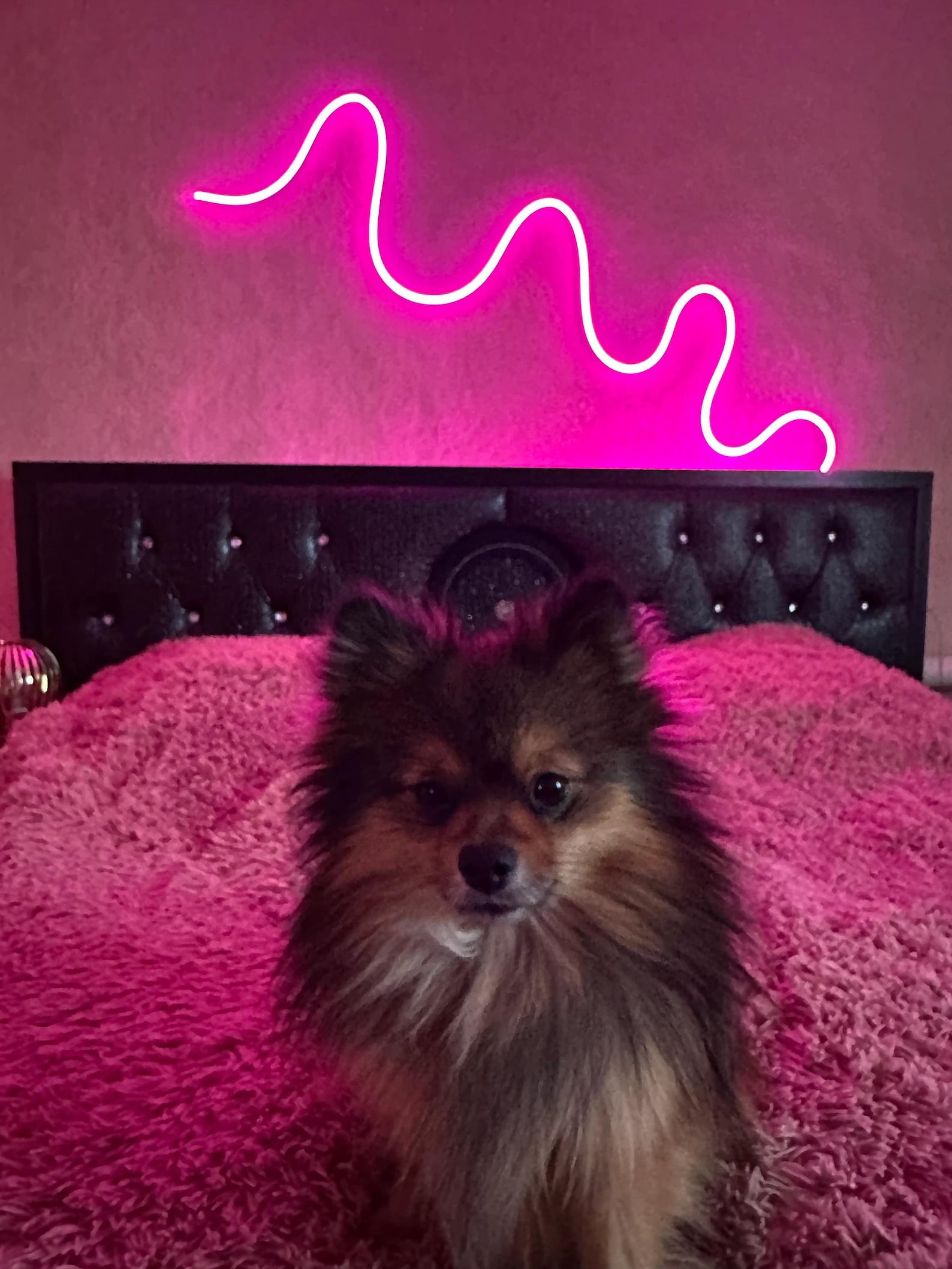 Neon Strip Lights, Multicolor LED Strip Lights, Neon Rope Lamp, Pink ...