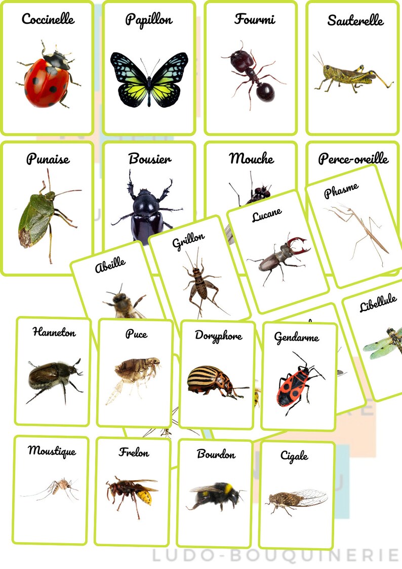 Flash Cards Insects Nomenclature Cards Game Learning Vocabulary ...
