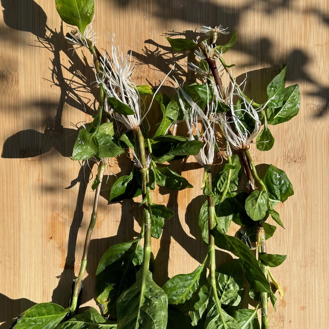 Japanese Indigo Organic Live Plant Cuttings 4 Sprouted Cuttings ...