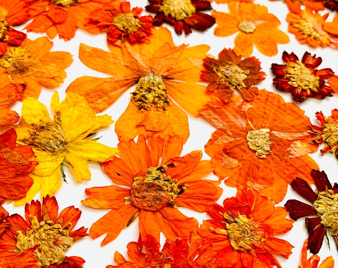 Pressed Sulphur Cosmos Flowers - Set of 20 - for Eco Printing, Bundle ...