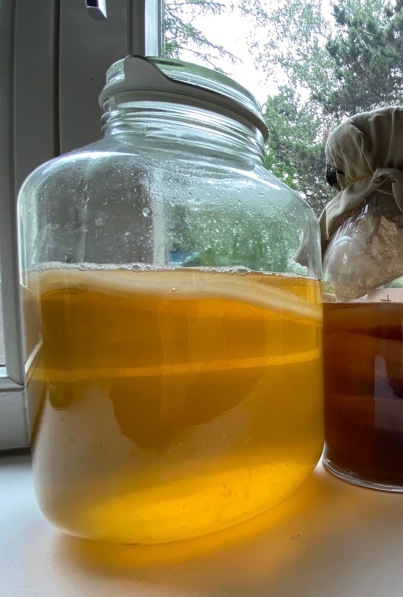 Jun Kombucha Scoby - Etsy
