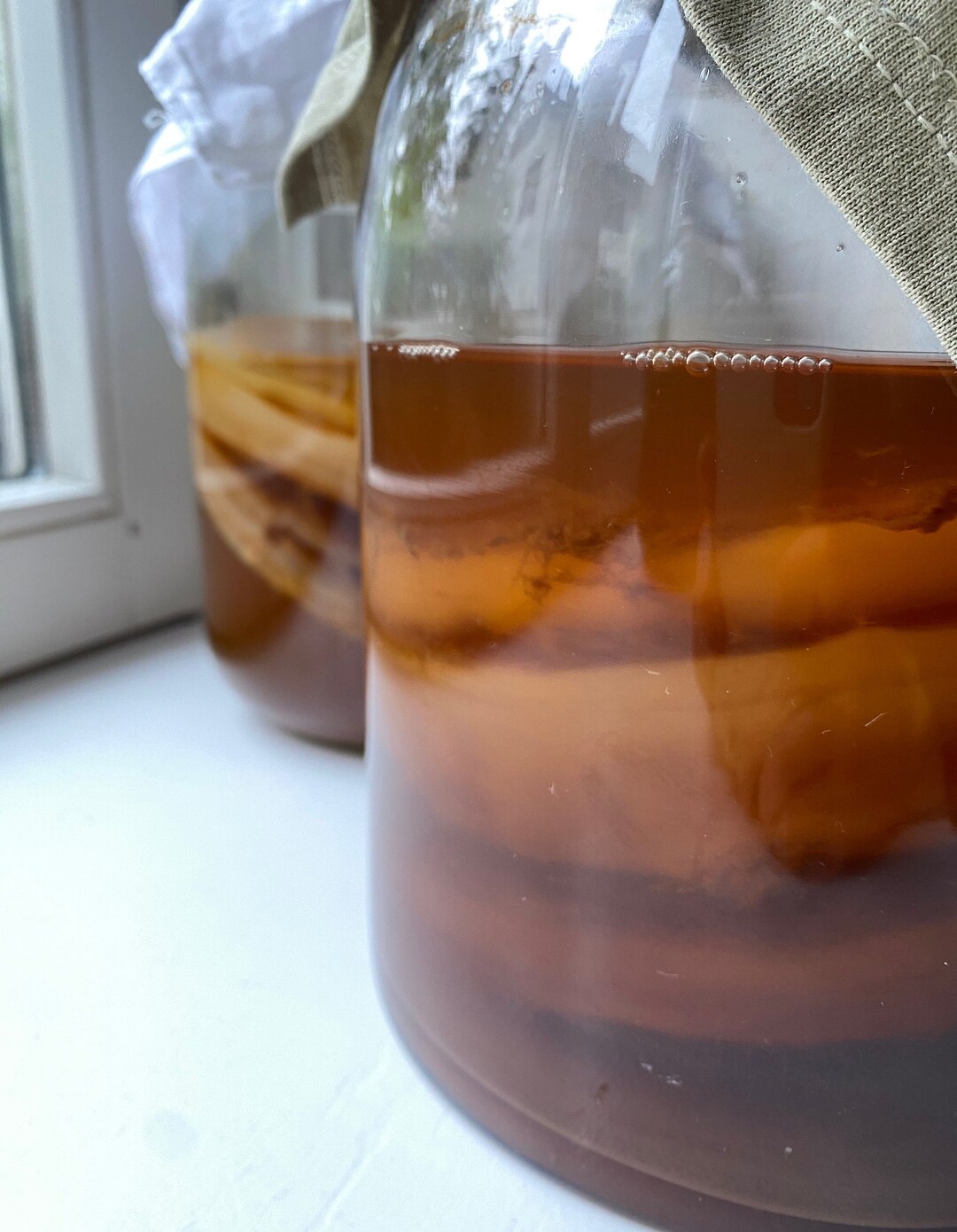 Organic Kombucha Scoby - Etsy