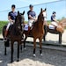 Dressage Arena Mirrors Outdoor/indoor Use Horse Training Improve Your ...