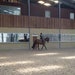 Dressage Arena Mirrors Outdoor/indoor Use Horse Training Improve Your ...