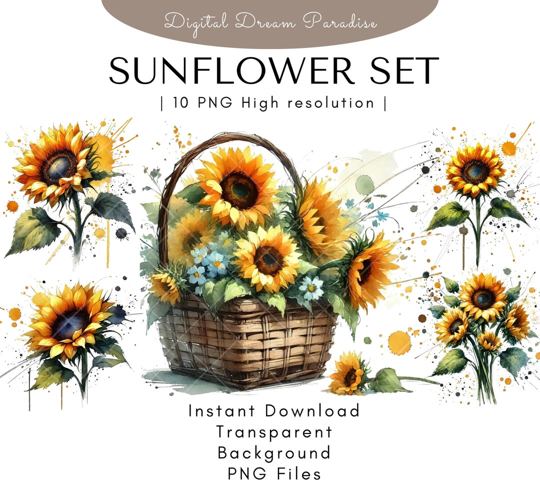 High Quality Sunflower Clipart Bundle With Transparent Backgrounds | 10 ...
