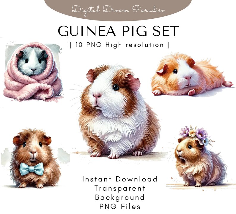 Guinea Pig Clipart Bundle With Transparent Backgrounds | 10 High ...