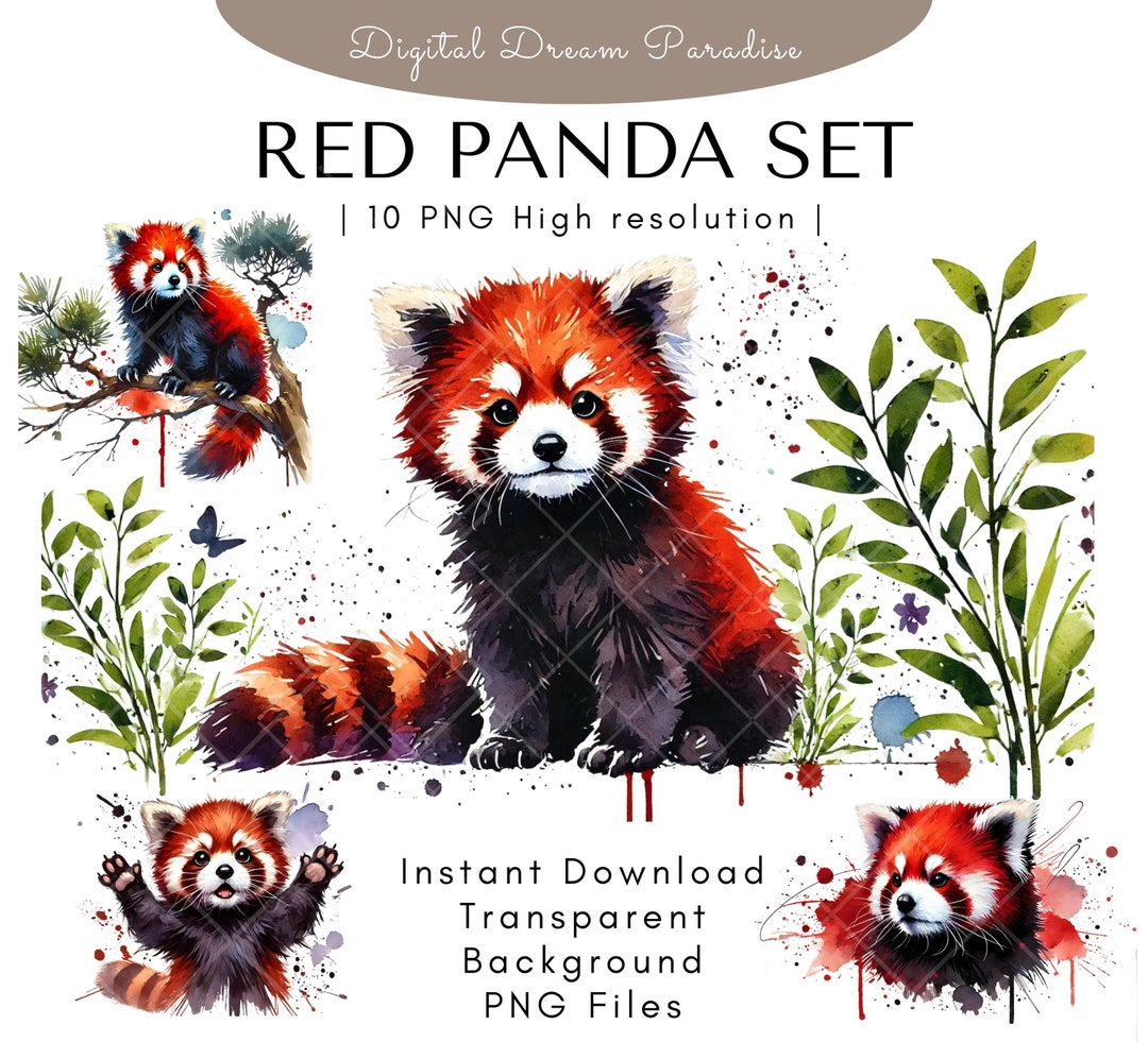 High Quality Red Panda Clipart Bundle With Transparent Backgrounds | 10 ...