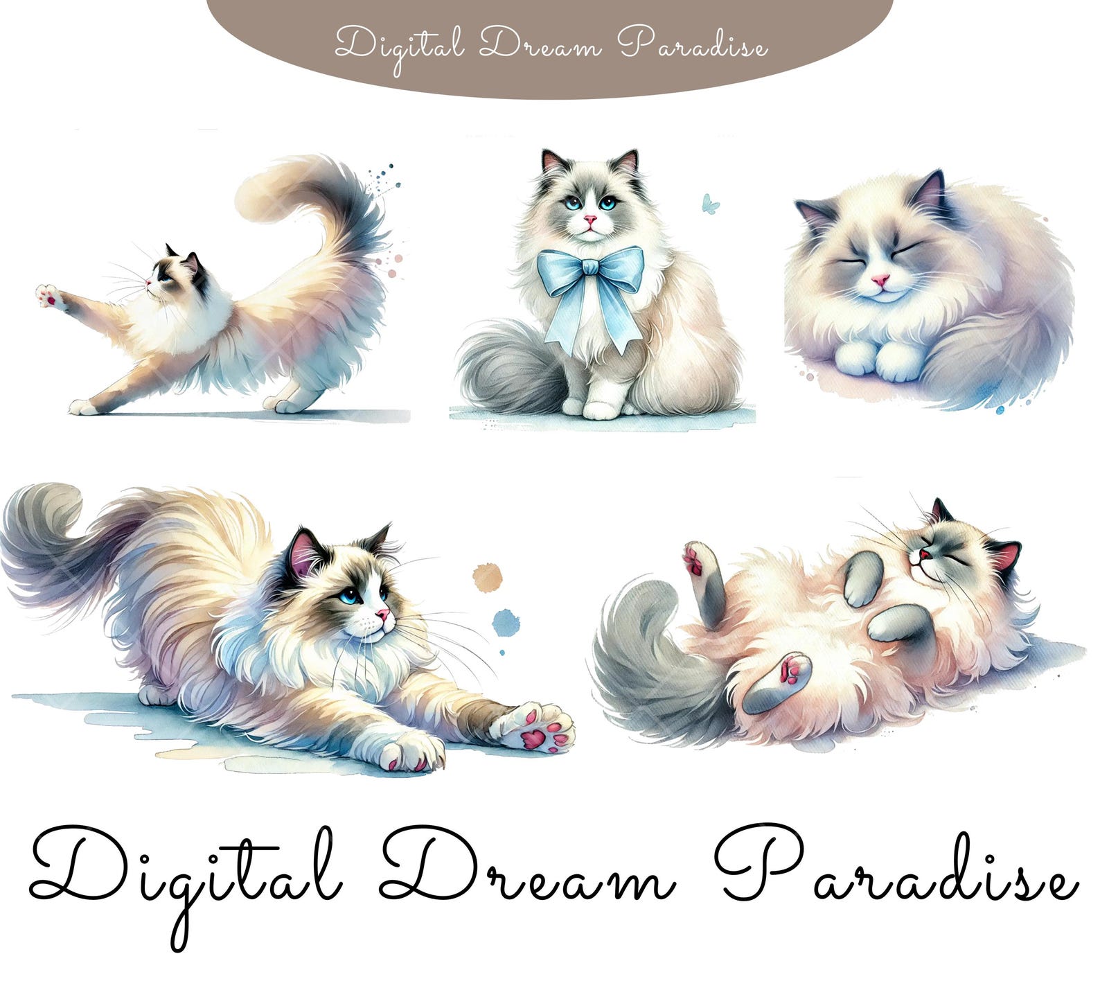 Ragdoll Cat Clipart Bundle With Transparent Backgrounds | 10 High ...