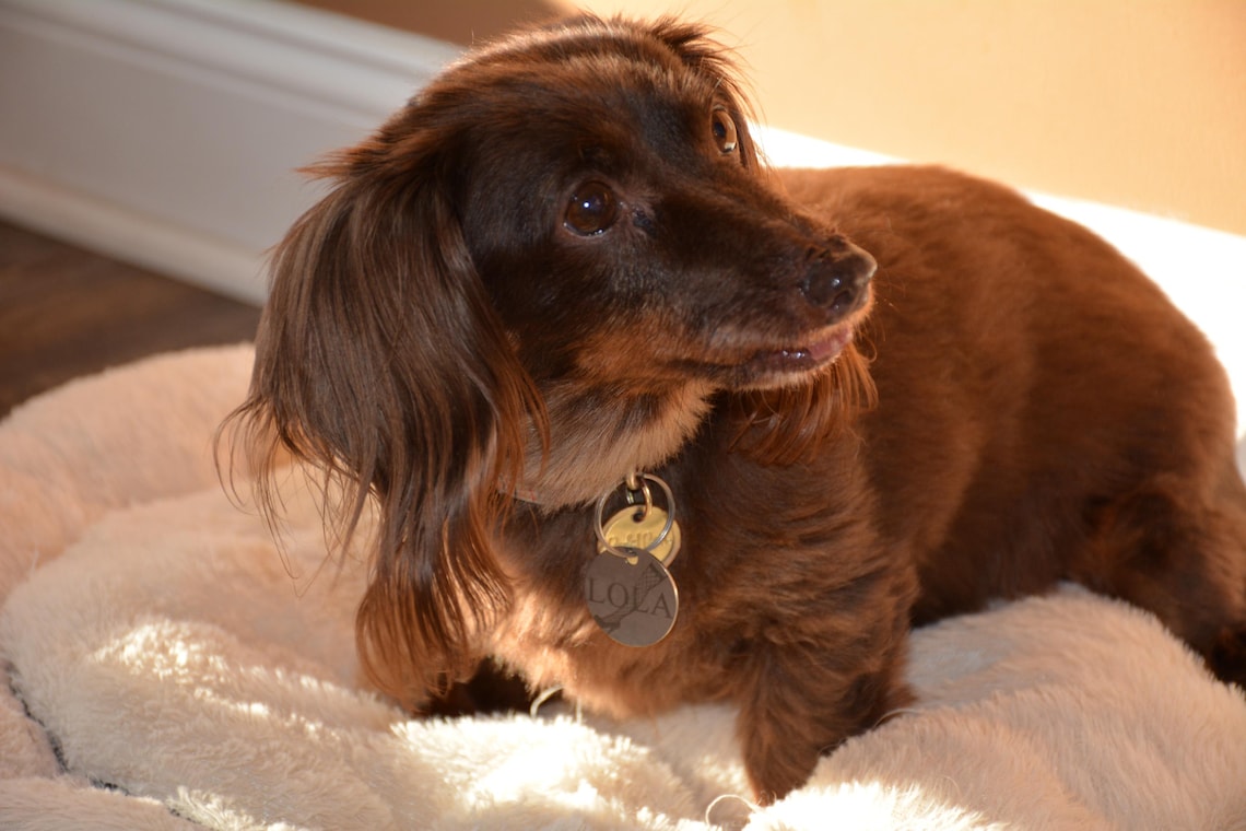 Personalized Engraved Dog Tags | Custom Metal Pet ID Tags With Unique ...