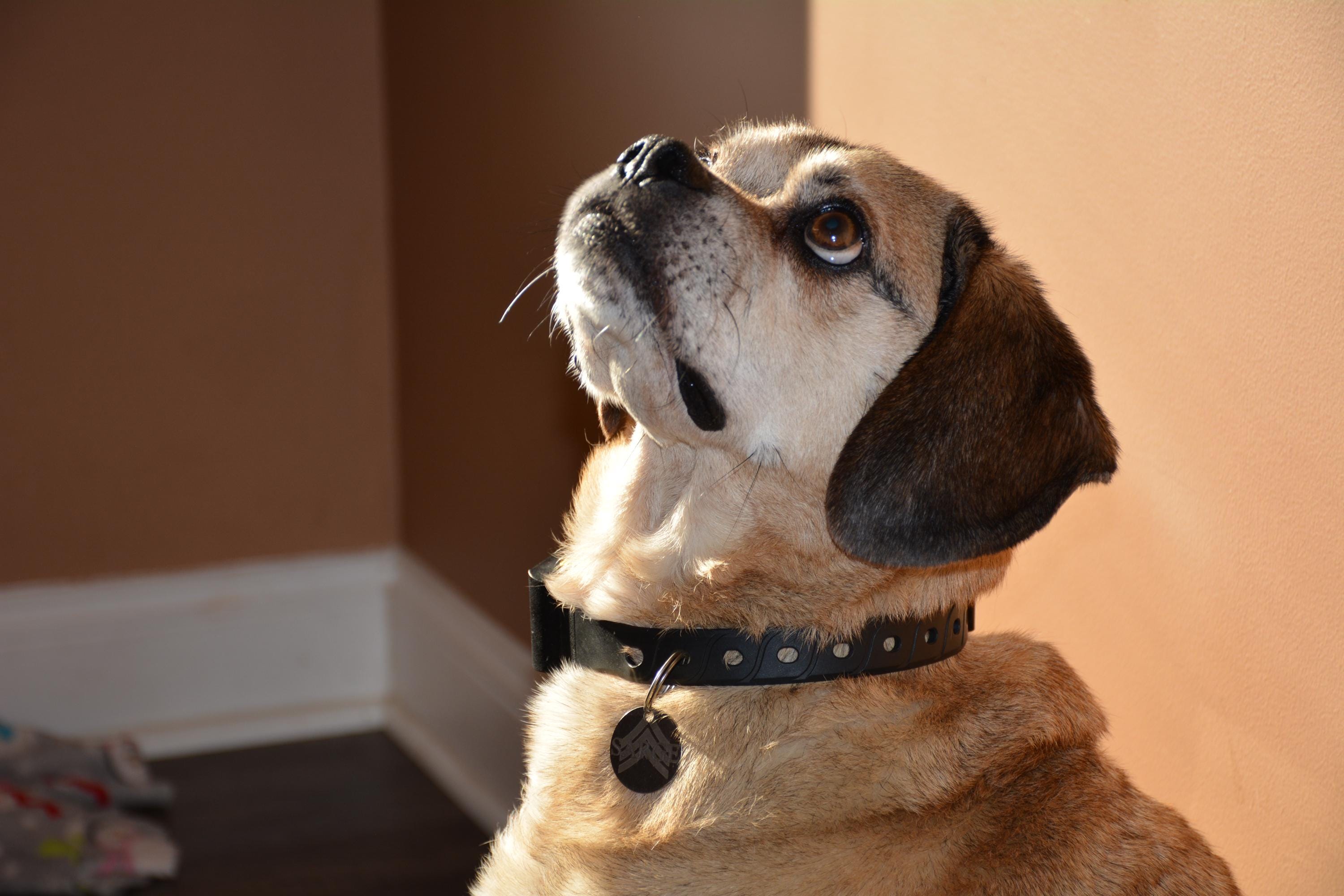 Personalized Engraved Dog Tags | Custom Metal Pet ID Tags With Unique ...