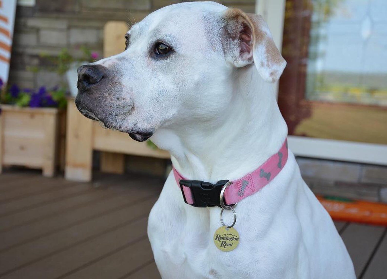 Personalized Engraved Dog Tags | Custom Metal Pet ID Tags With Unique ...
