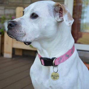 Personalized Engraved Dog Tags | Custom Metal Pet ID Tags With Unique ...