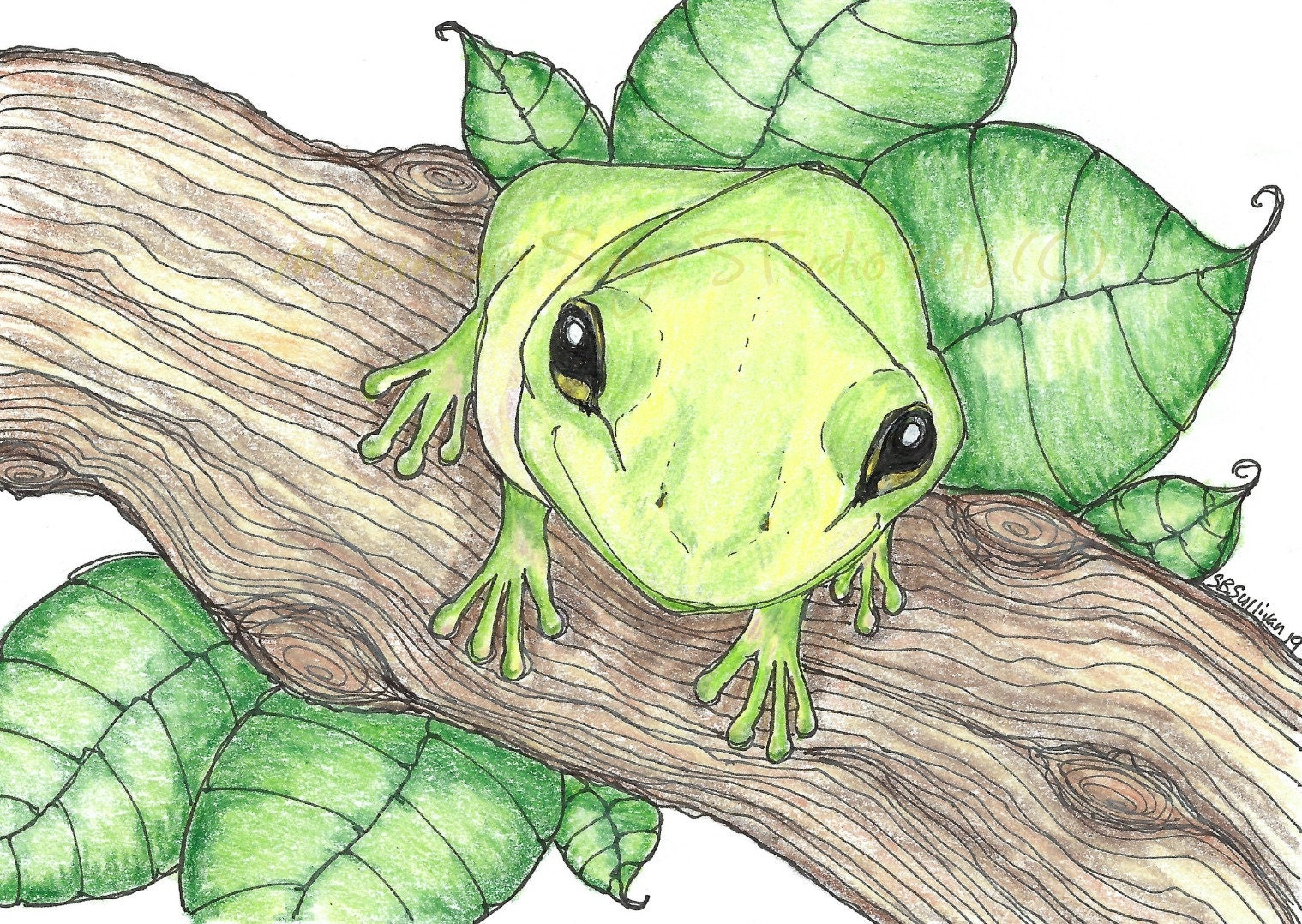 Frog Pencil Drawings