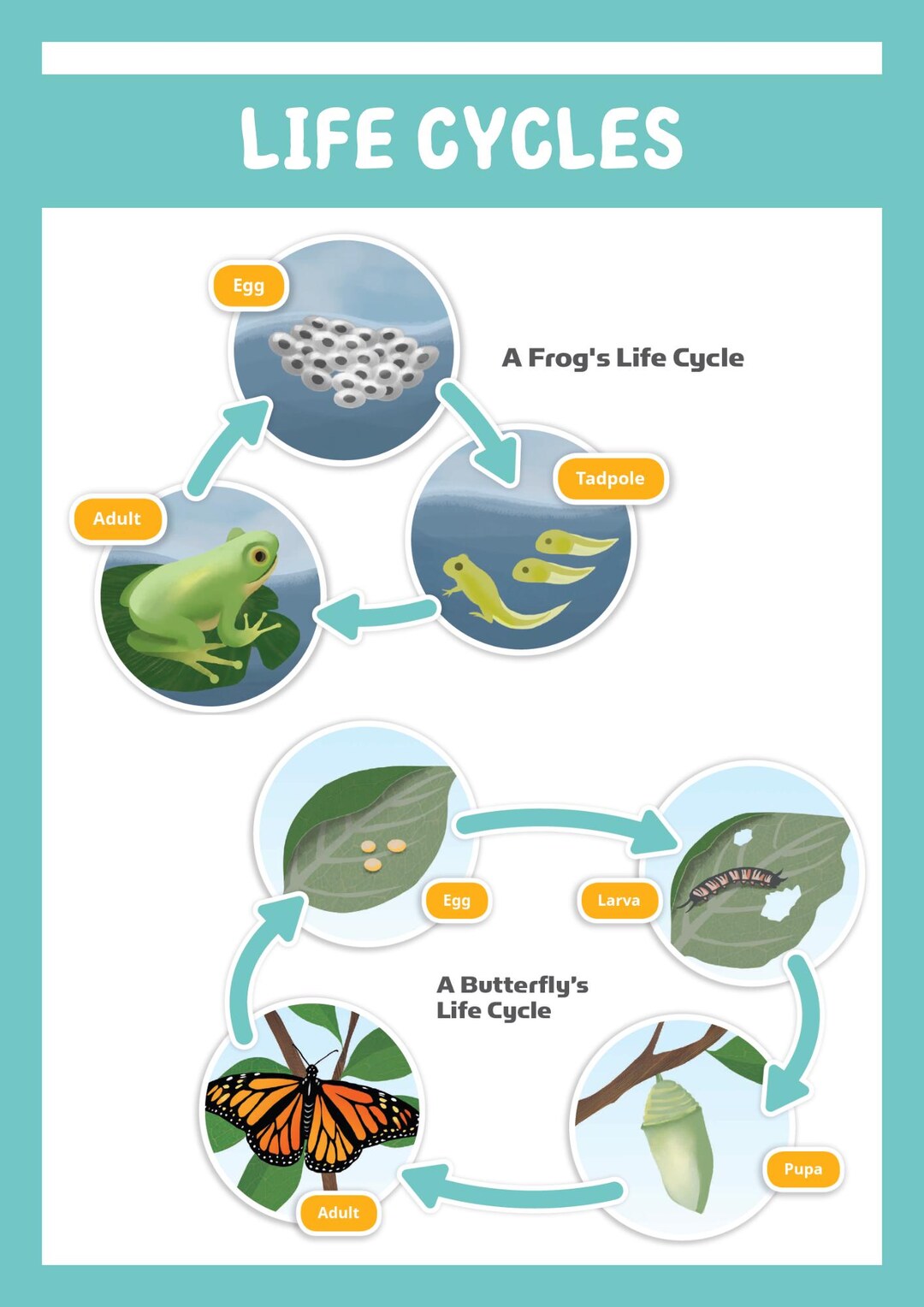 Life Cycle Posters - Second Grade Science - Etsy