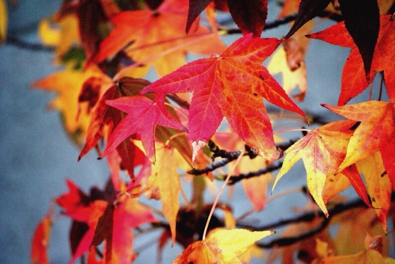 Falling in Love With Fall - Etsy