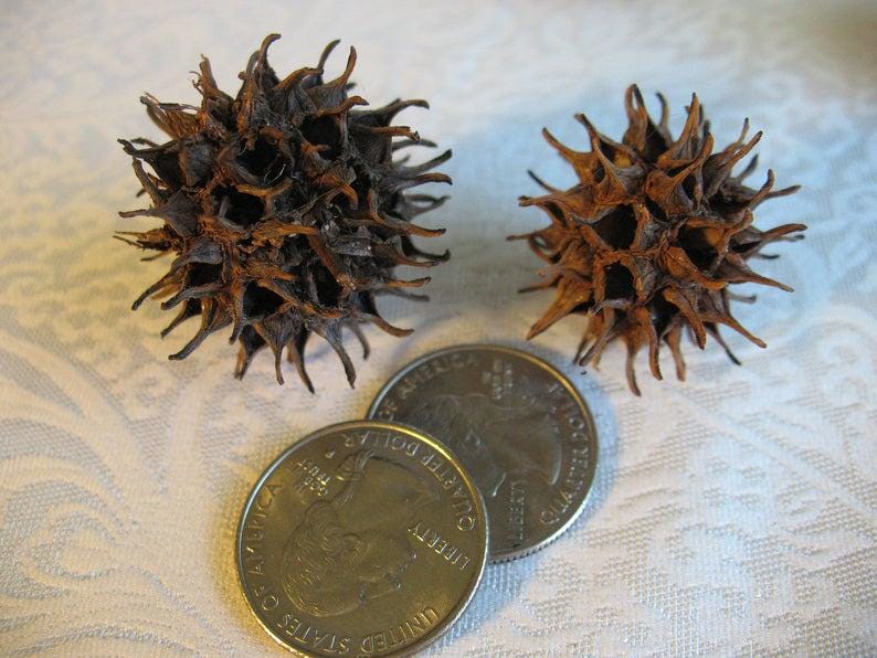Sweet Gum Tree Pods, Set of 25 - Etsy