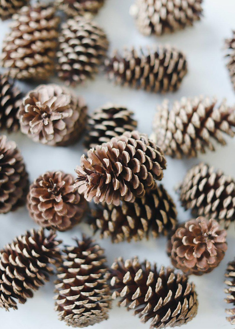 Ponderosa Pine Cones, Dried, Natural or Painted White, Handpicked in ...