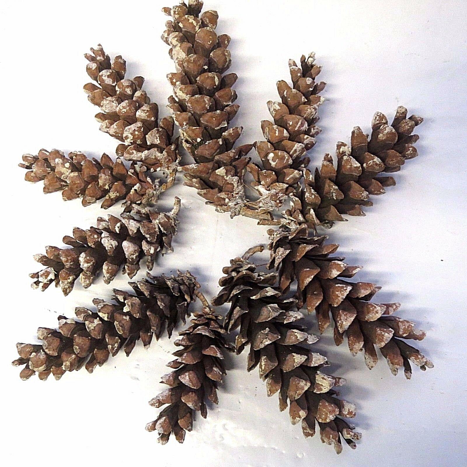 Eastern White Pine Cones, Dried, Handpicked in Tennessee, Harvest of ...
