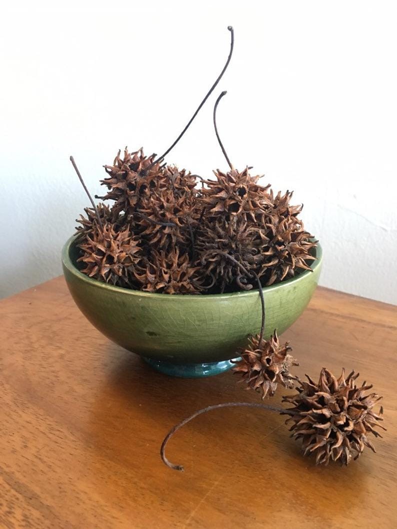 Sweet Gum Tree Pods, Set of 25 - Etsy