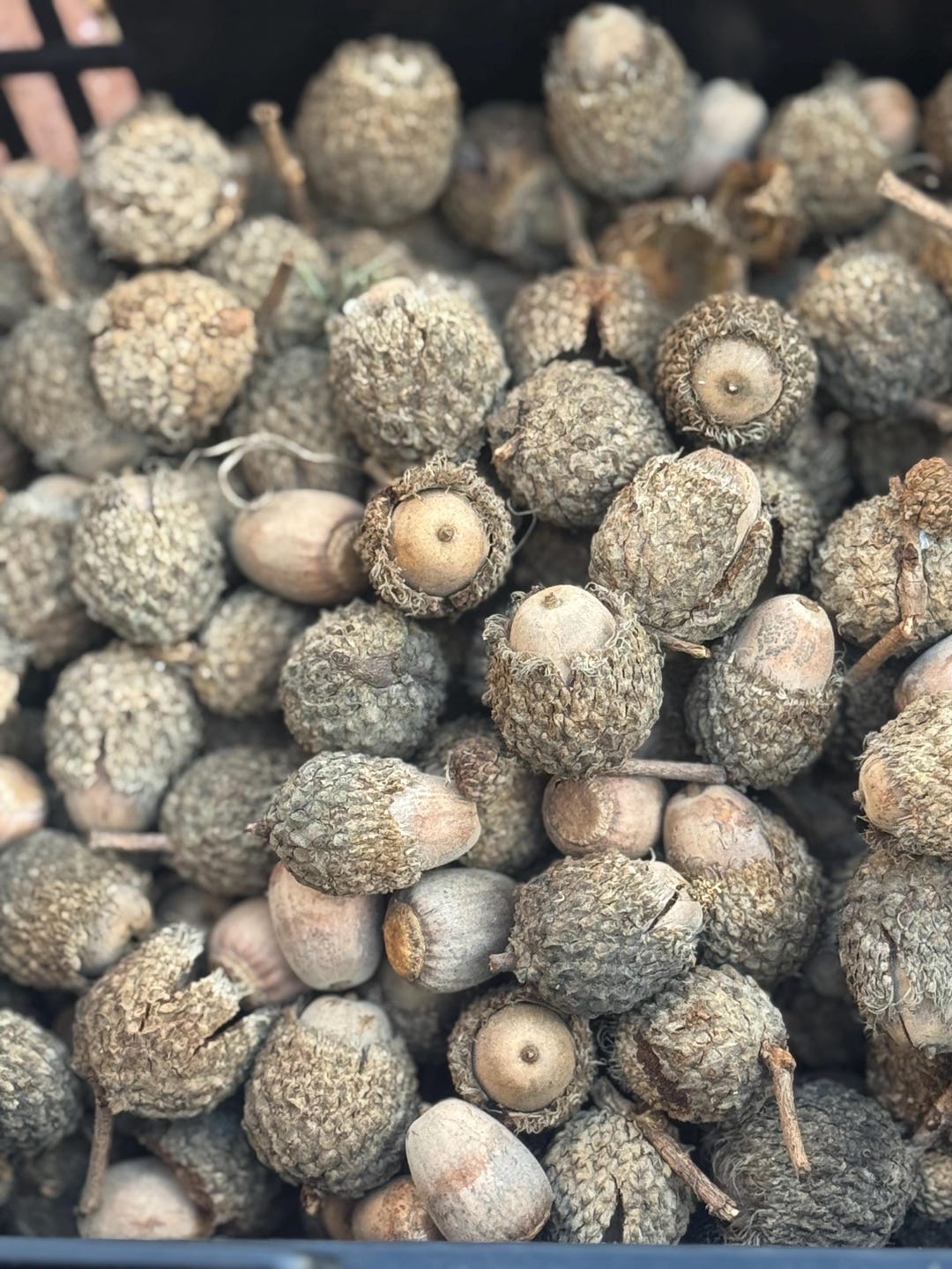 Bur Oak Acorns, Harvested in Tennessee, Set of 20, Harvest of 2025 - Etsy