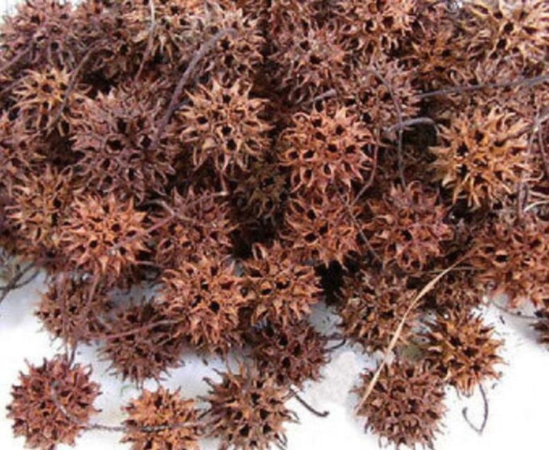 Sweet Gum Tree Pods, Set of 25 - Etsy