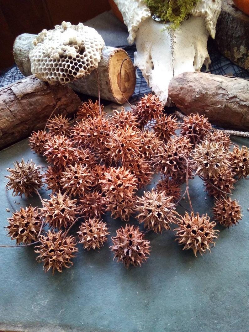Sweet Gum Tree Pods, Set of 25 - Etsy