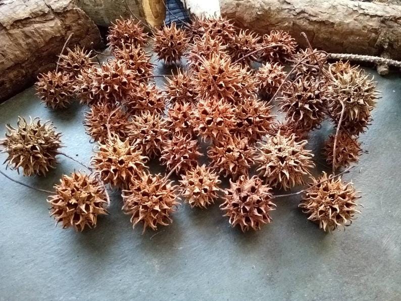 Sweet Gum Tree Pods, Set of 25 - Etsy