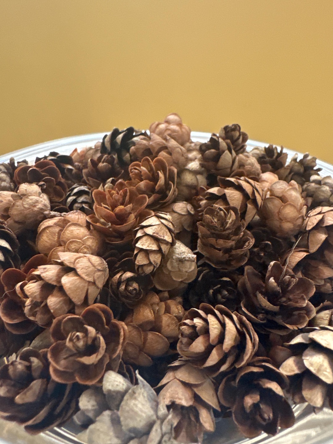 Hemlock Pine Cones, Dried, Handpicked in Tennessee, Harvest of 2025 ...