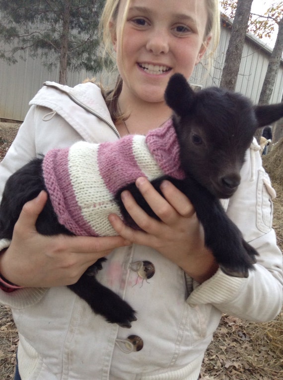 Cute Baby Pygmy Goats In Sweaters