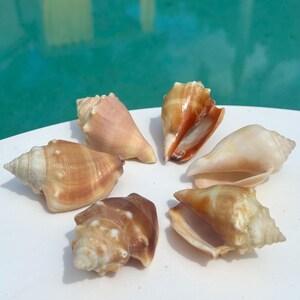 Florida Fighting Conch Seashell Natural Seashell Sanibel Island Shells ...