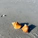 Florida Fighting Conch Seashell | Natural Seashell | Sanibel Island ...