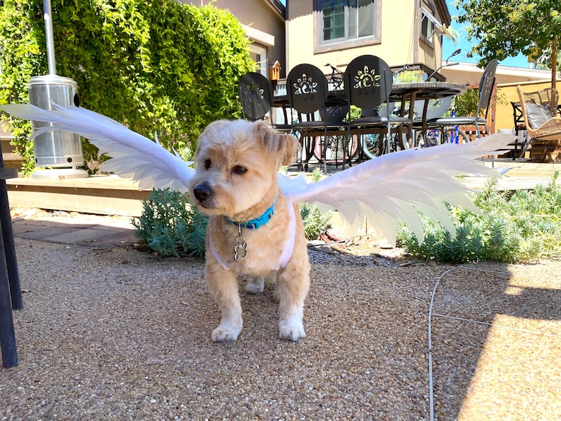 Cosplay Angel Wings | White Angel Wings for Dogs | Halloween Dog Wings ...