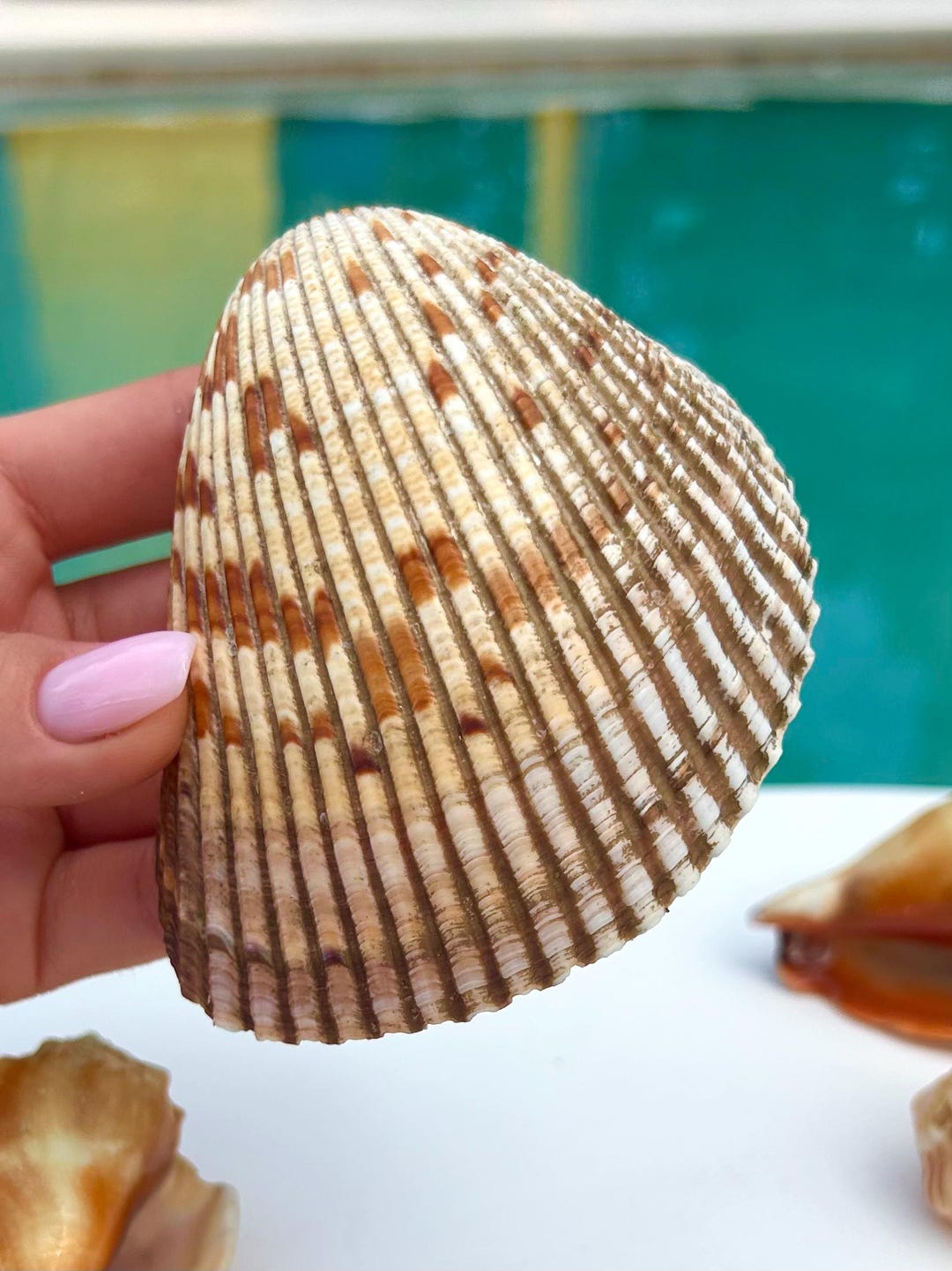 Large Cockle Seashell | Natural Seashell | Sanibel Florida Cockle Shell ...