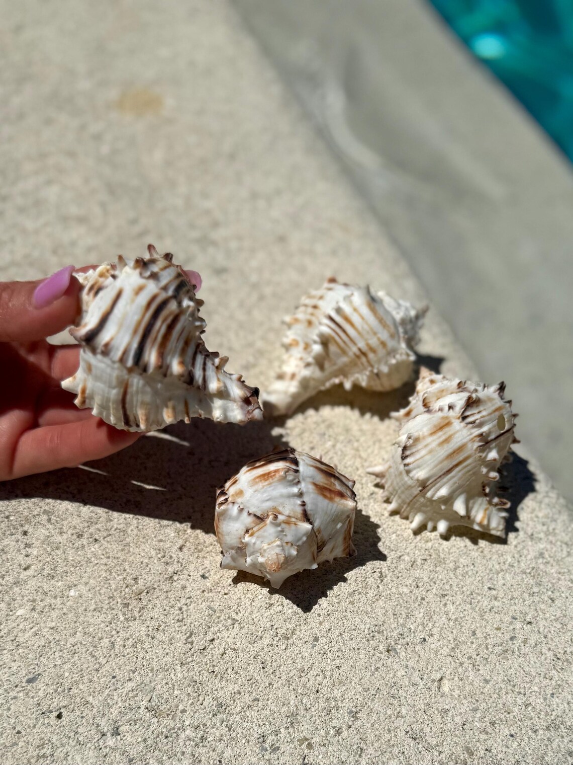 Black Murex 3" | Murex Seashell | Muricanthus Nigritus | Seashell Cruft ...