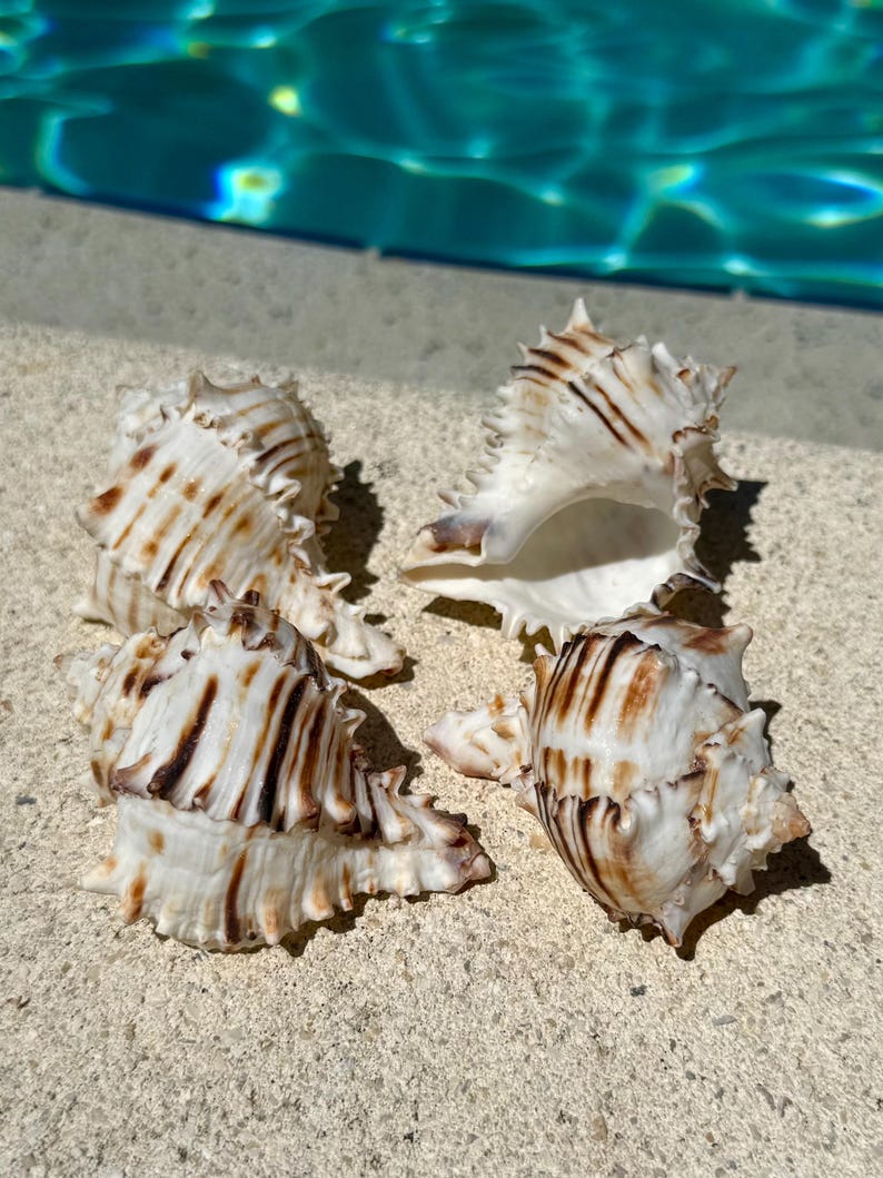 Black Murex 3" | Murex Seashell | Muricanthus Nigritus | Seashell Cruft ...