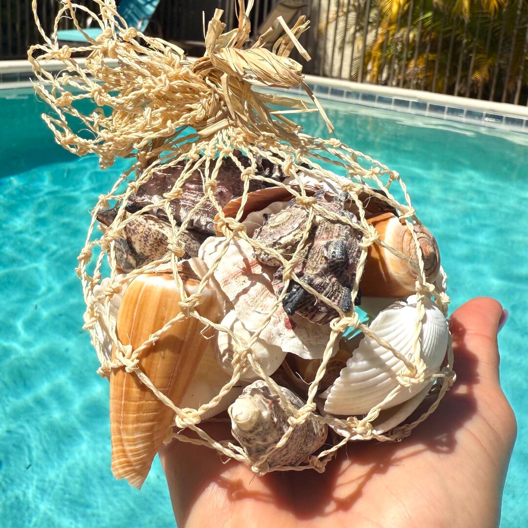 Natural Seashell Kit 11 Oz 20 Ea | Assorted Seashell Mix | Sanibel ...