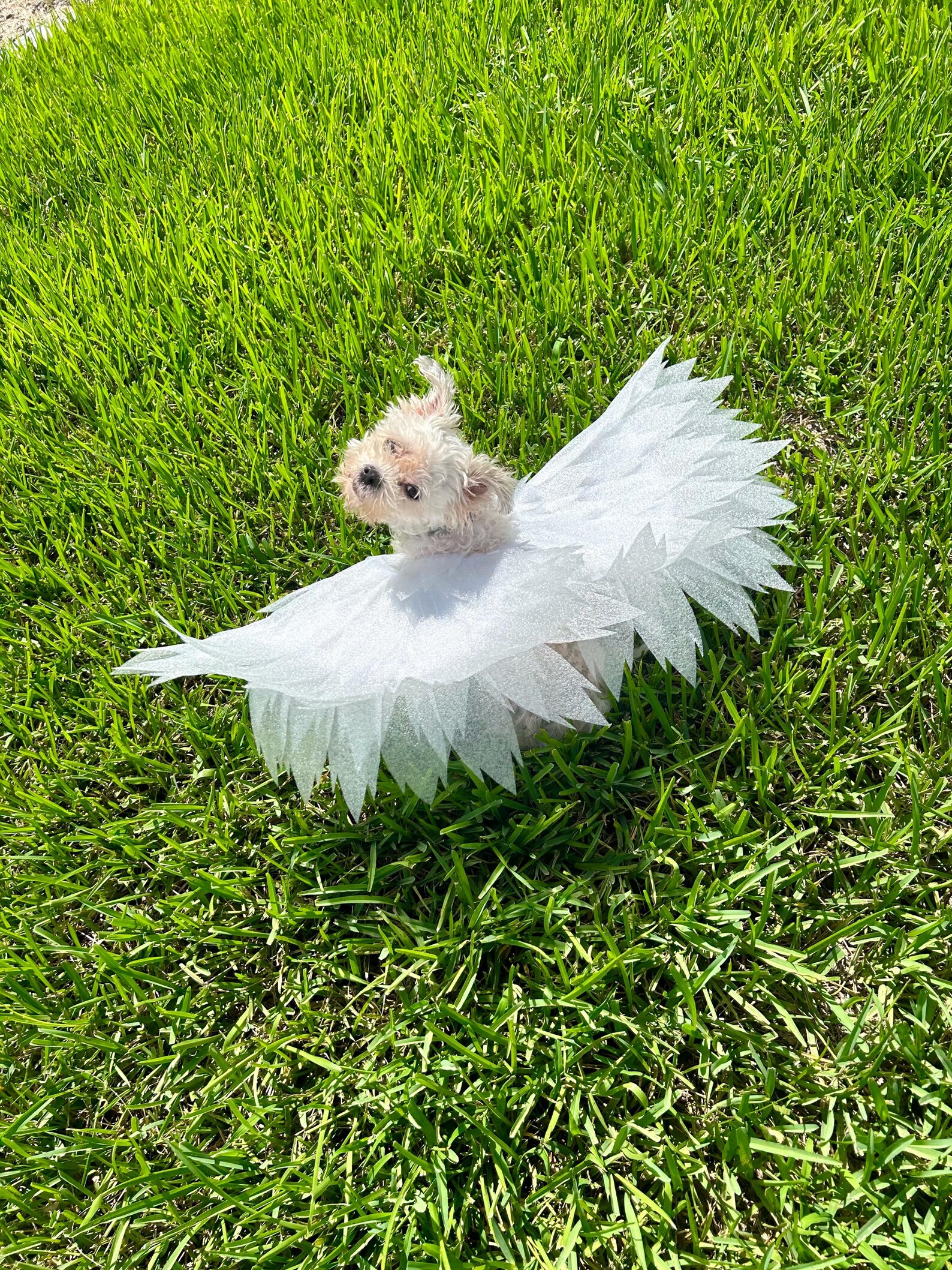 Halloween Dog Wings White Angel Wings for Dogs Cosplay Angel Wings ...