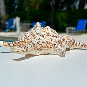 Large Spider Conch Shell 7.5" | Natural Spider Conch | Scorpion Lambis ...