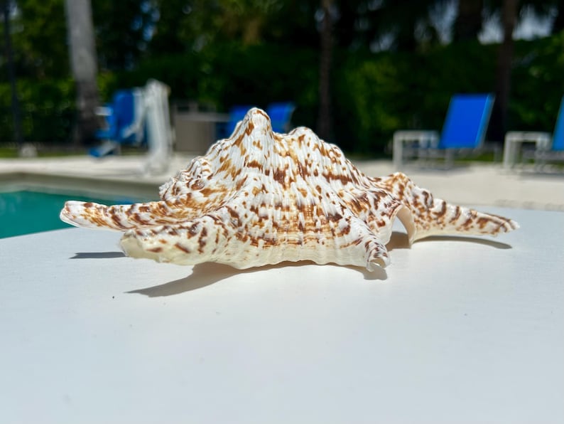 Large Spider Conch Shell 7.5" | Natural Spider Conch | Scorpion Lambis ...