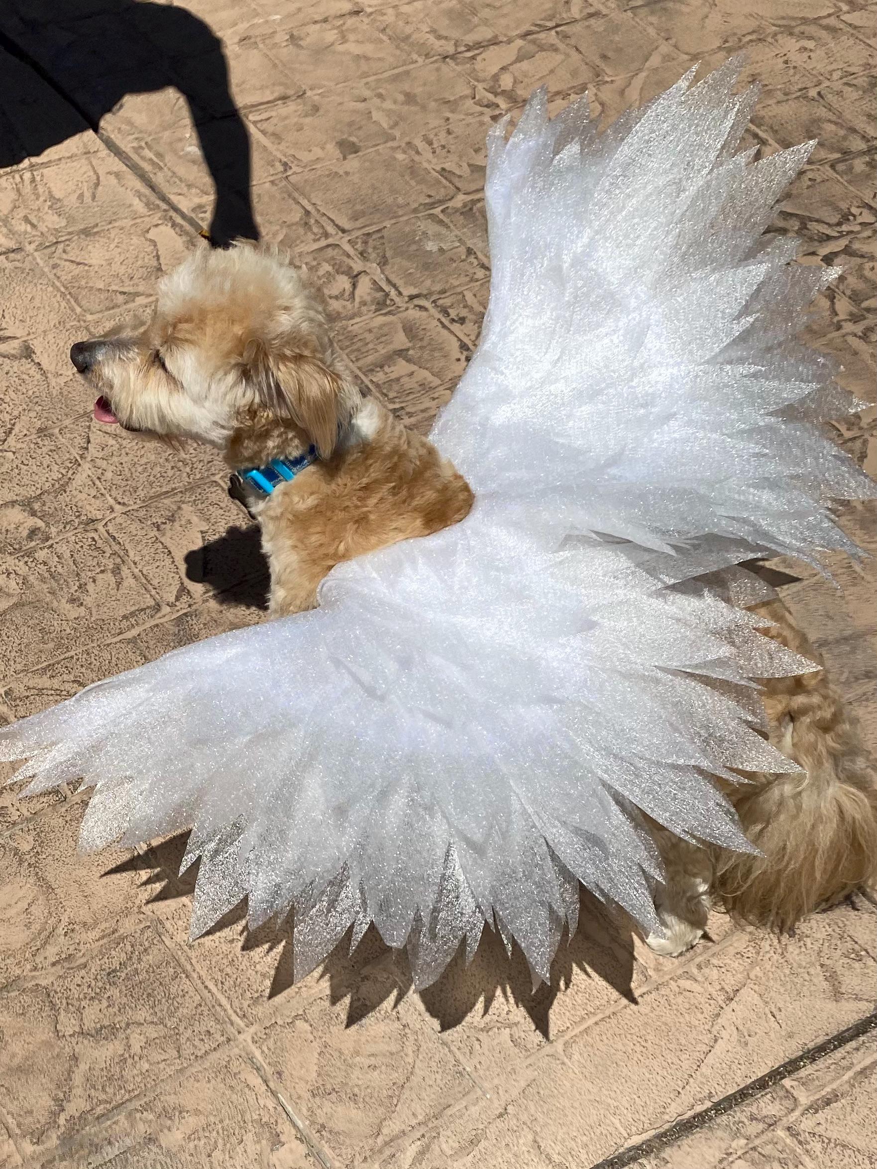 Cosplay Angel Wings | White Angel Wings for Dogs | Halloween Dog Wings ...